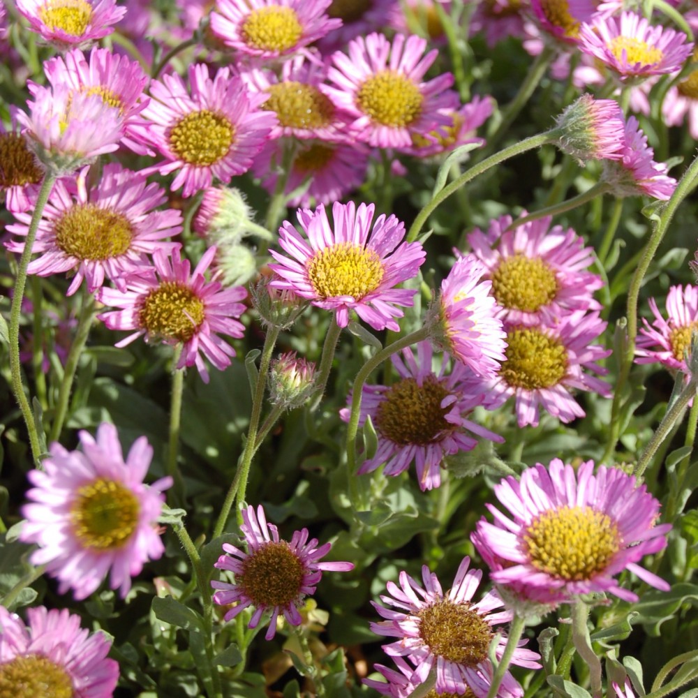 JDA Erigeron glaucus 'Sea Breeze'