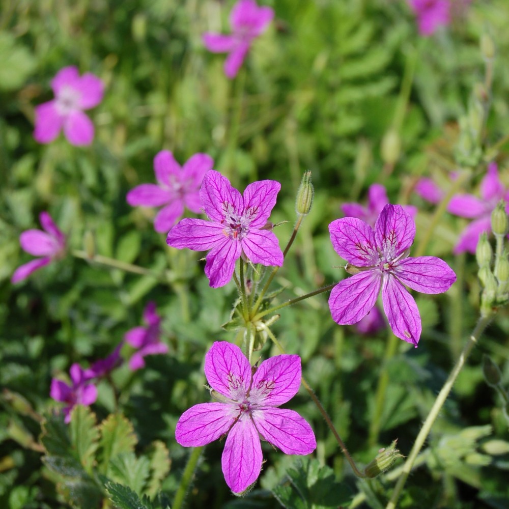 JDA Erodium manescavii